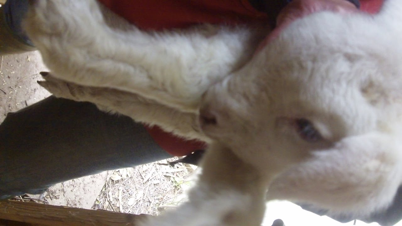 Deformed lamb with twisted neck and legs still hanging on. - YouTube