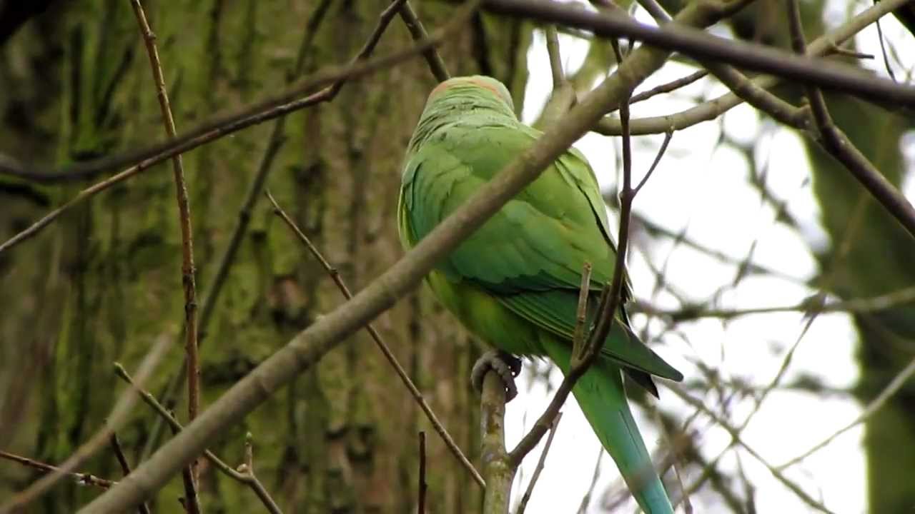 Ring-necked Parakeet in Manchester, UK - YouTube