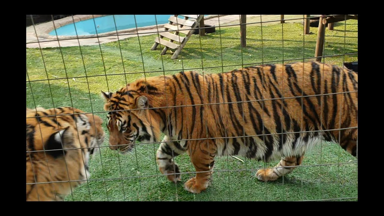 Fear and do I fear the tigers ? - YouTube