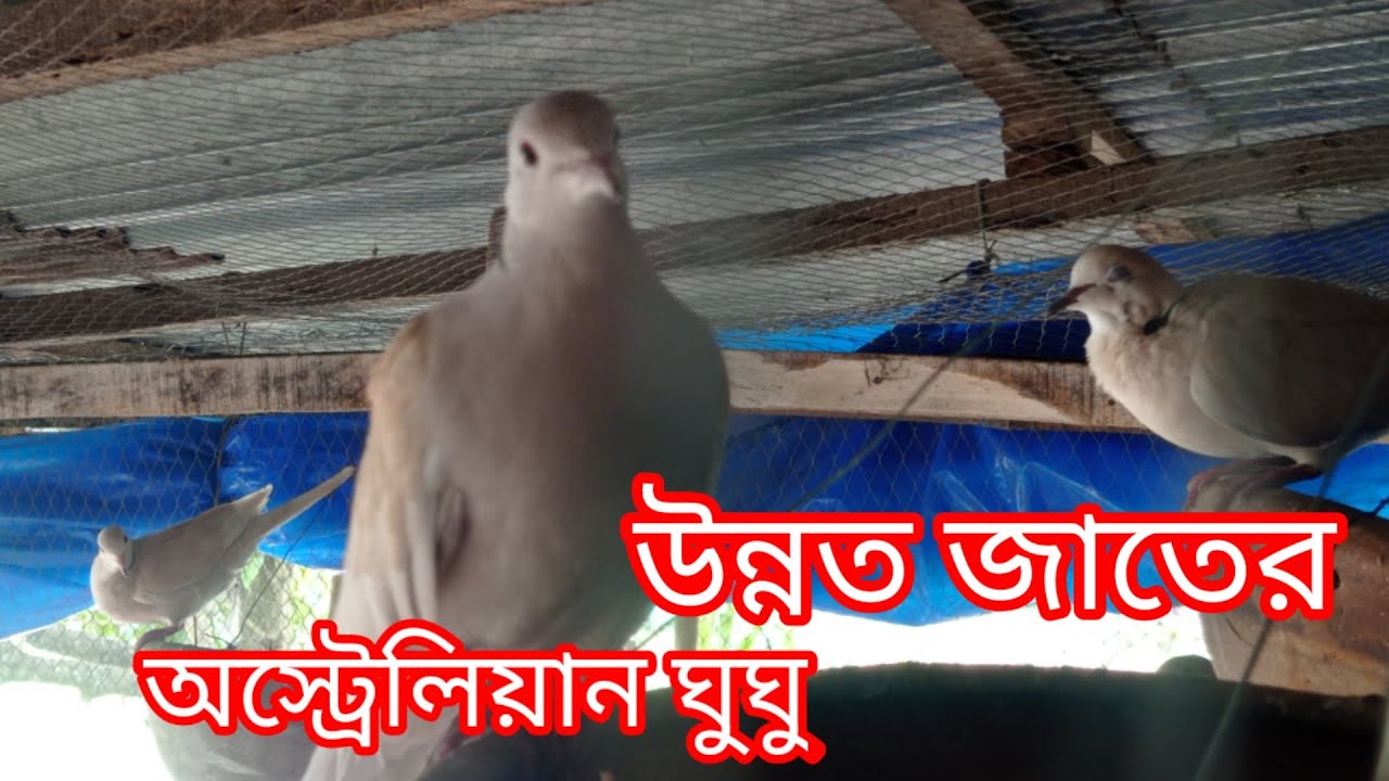 Dove Farming in House | House Dove Farm | Dove farming Business 2021 ...