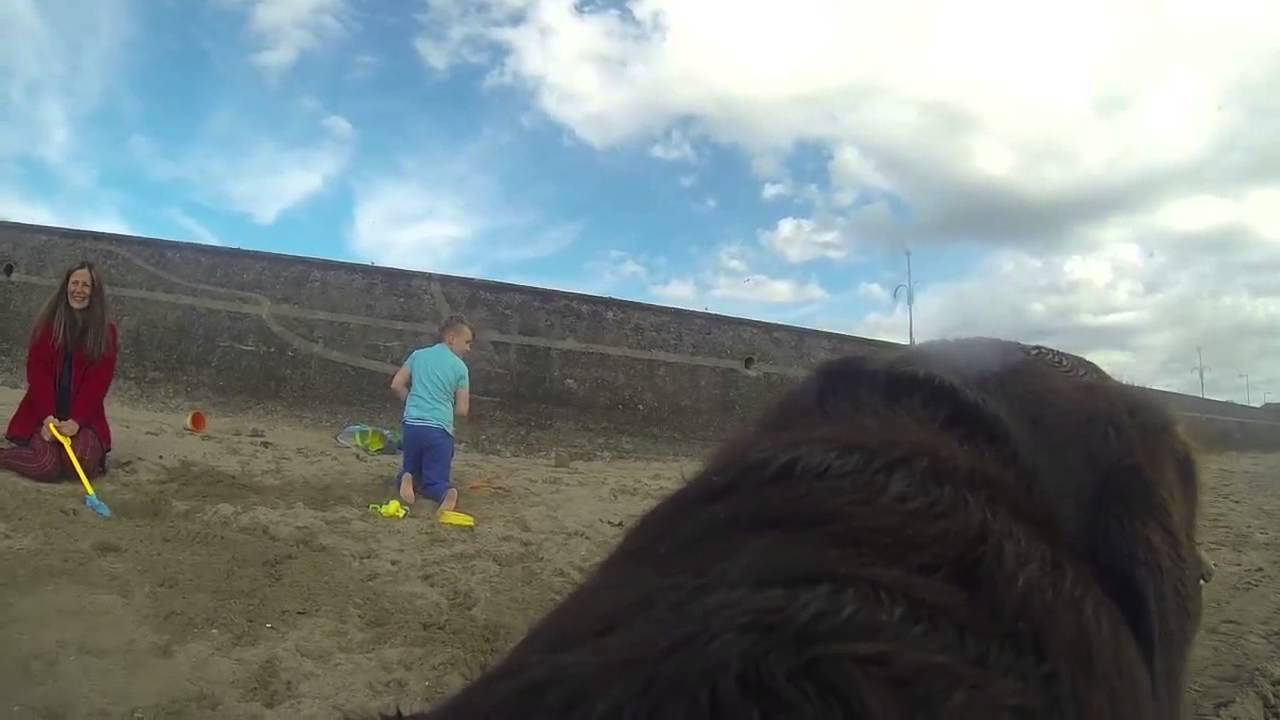 Charlie at Beach with GoPro - YouTube