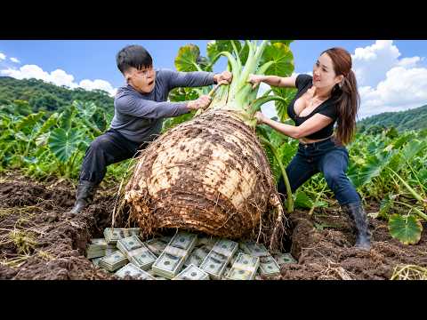 166 Days Harvesting 100kg Giant Taro to Sell | Found Millions of Dollars Underground