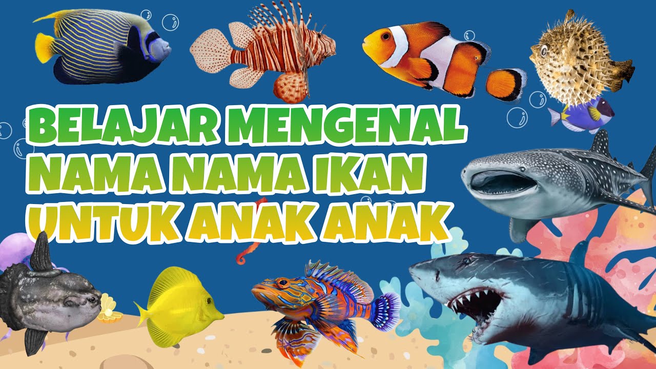 BELAJAR MENGENAL NAMA-NAMA IKAN, IKAN BADUT, MEGALODON, LUMBALUMBA ...