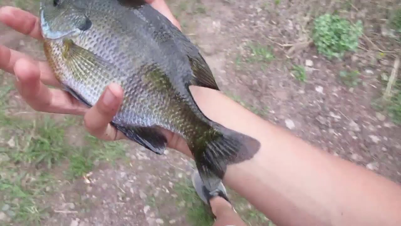 Releasing a Big Bull Bluegill That I Caught - YouTube