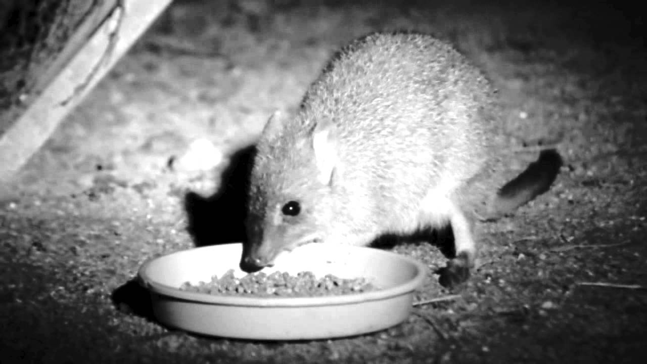Woylie (Bettongia penicillata) - YouTube