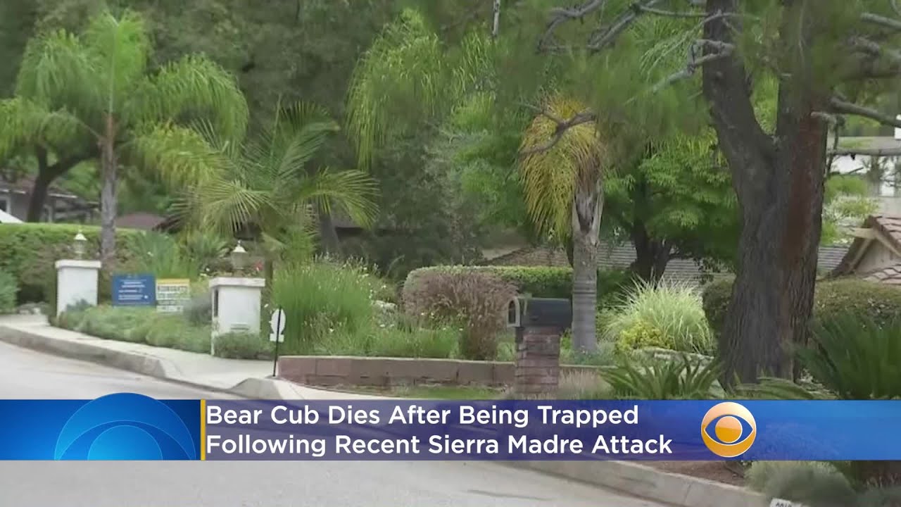 Bear Cub Dies After Being Trapped Following Recent Sierra Madre Attack ...