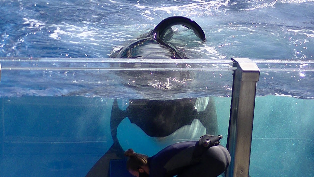 Orca Encounter (not so gentle Makaio) January 9, 2022 - SeaWorld ...