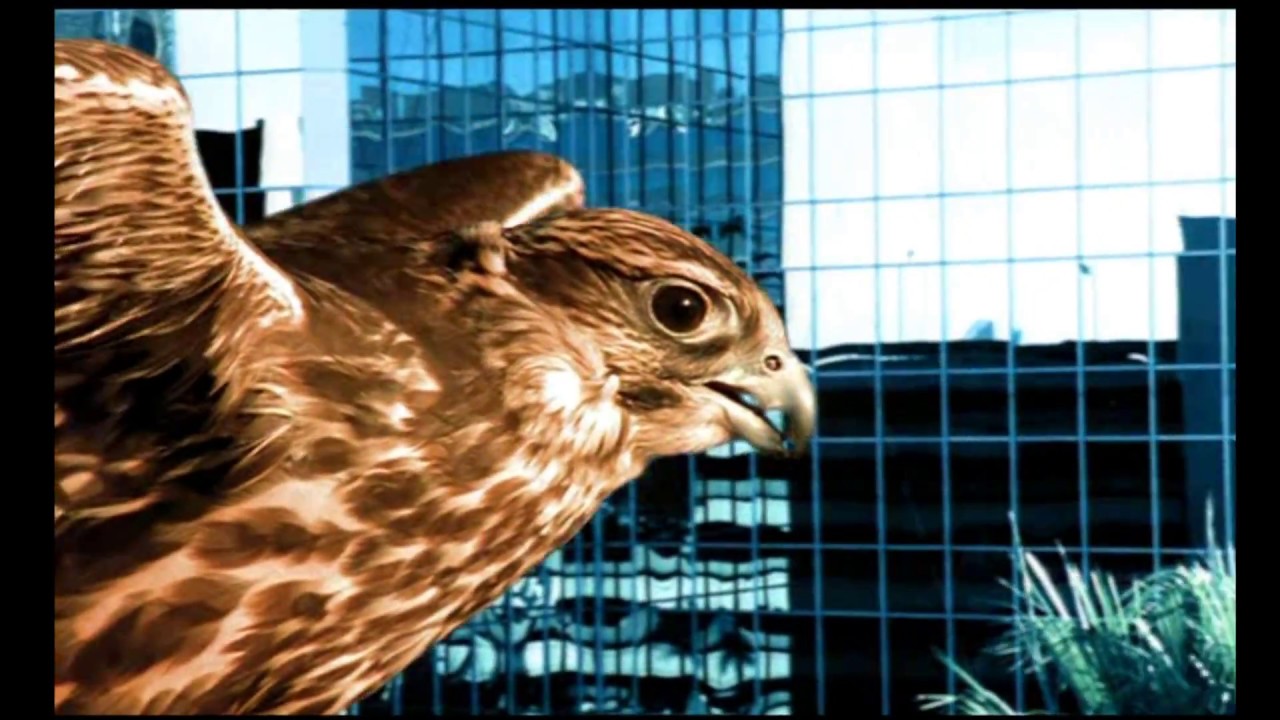 Rednex - The spirit of the hawk - YouTube