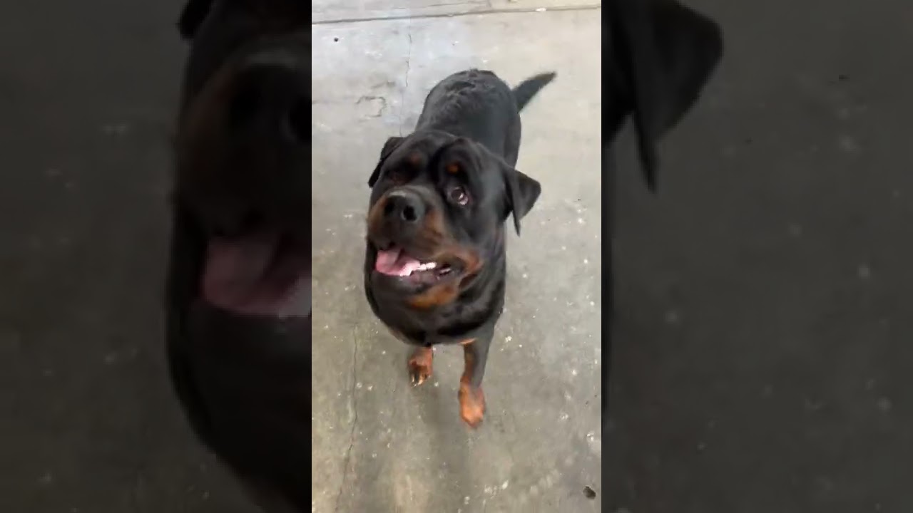 Rottweiler Playing - YouTube