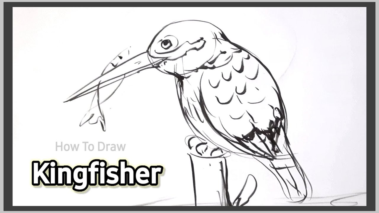 How To Draw Kingfisher Step by Step (Quick Drawing) - YouTube