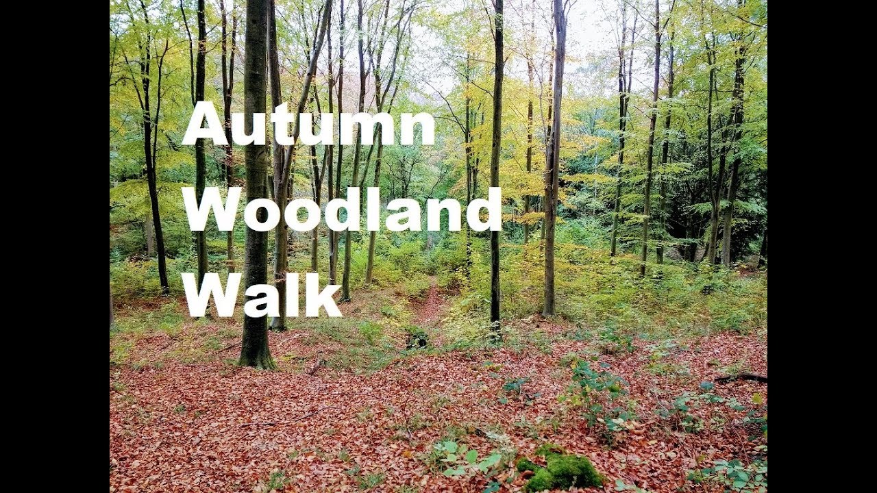 Collingbourne wood | Autumn Woodland walk | Wiltshire - YouTube