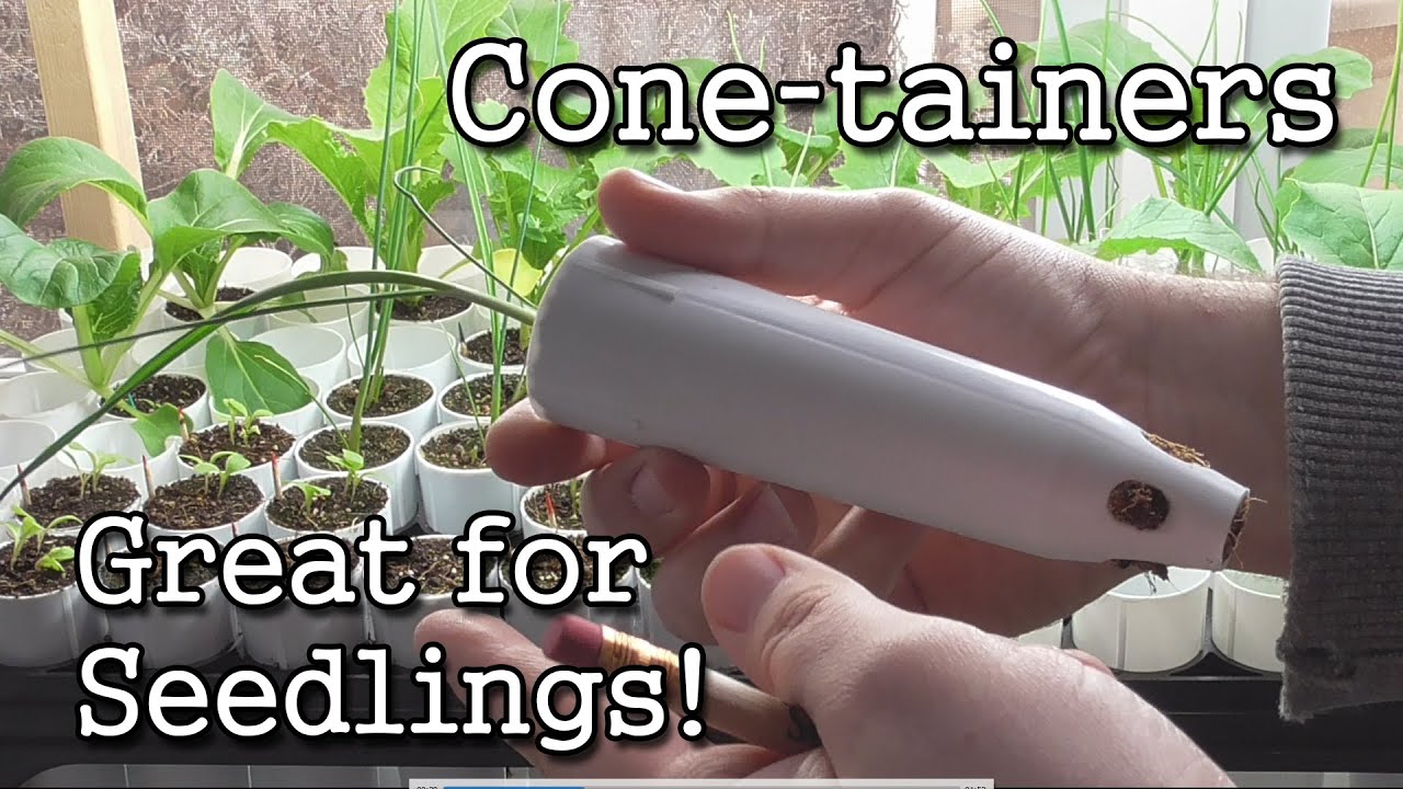 Cone-Tainer Grown Vegetable Seedlings -See the Results! (Ray Leach ...