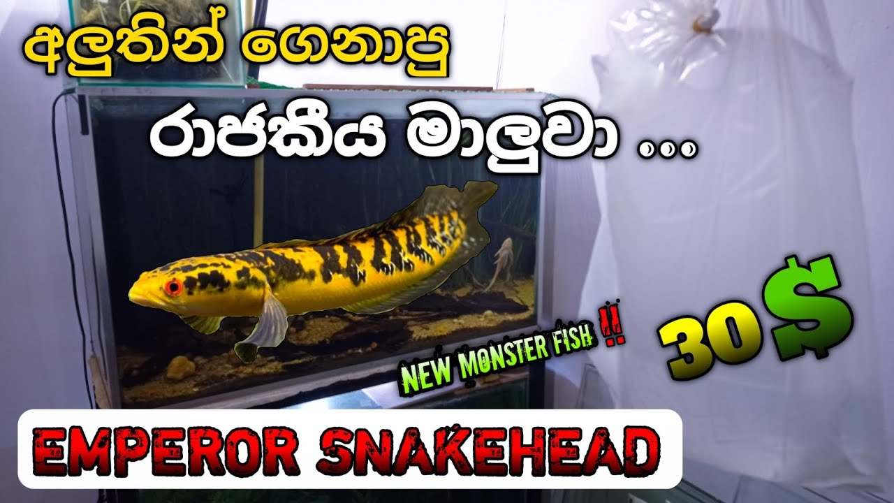 Newly Brought Yellow Emperor Snakehead💲💸 | අලුතින් ගෙනාපු රාජකීය මාලුවා ...