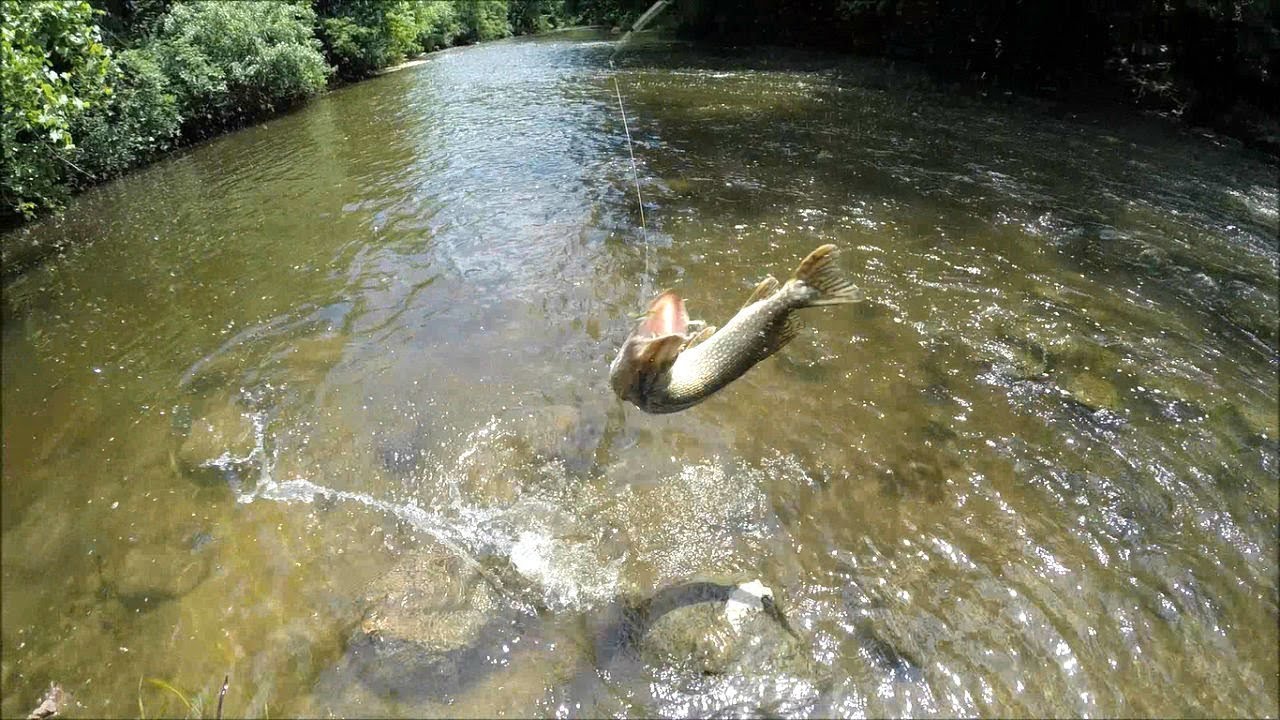 Fishing SHALLOW Water for Acrobatic Pike and Smallies - YouTube