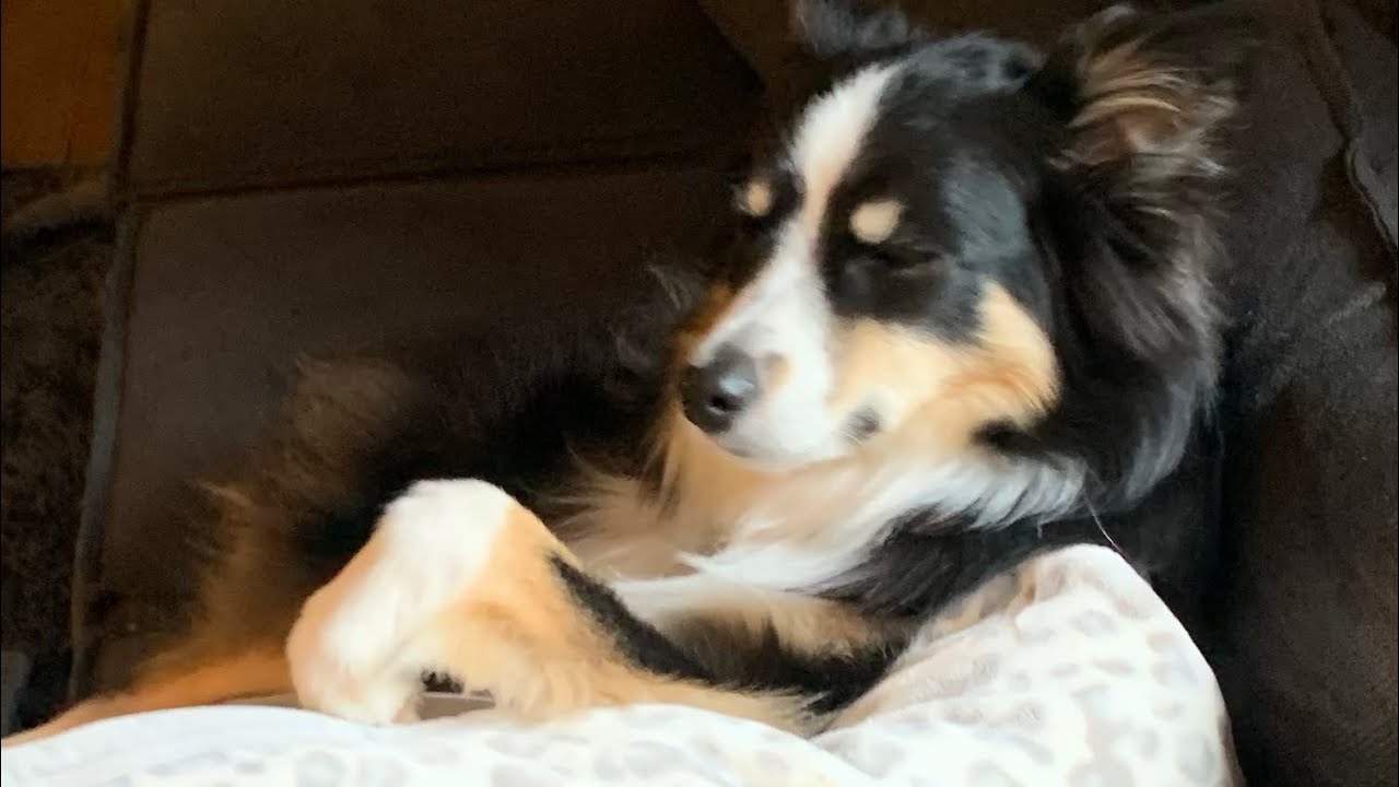 Testing my dogs patience part 2 - YouTube