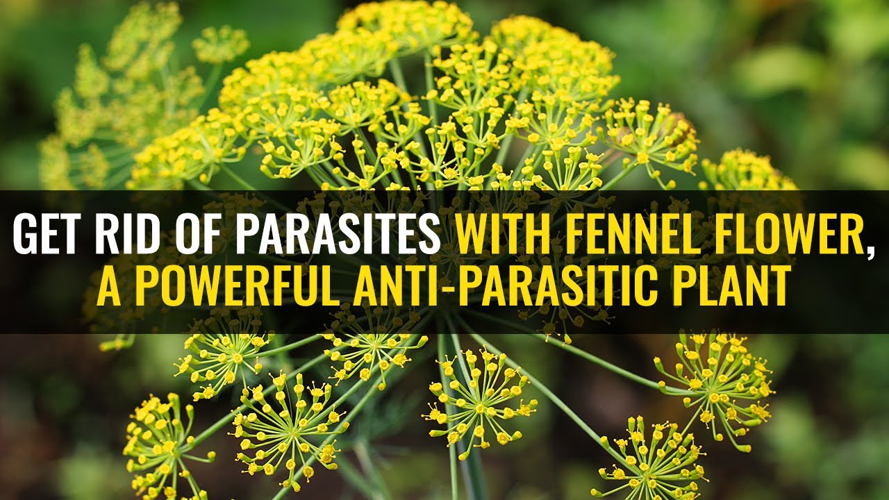 Get rid of parasites with fennel flower, a powerful anti parasitic ...
