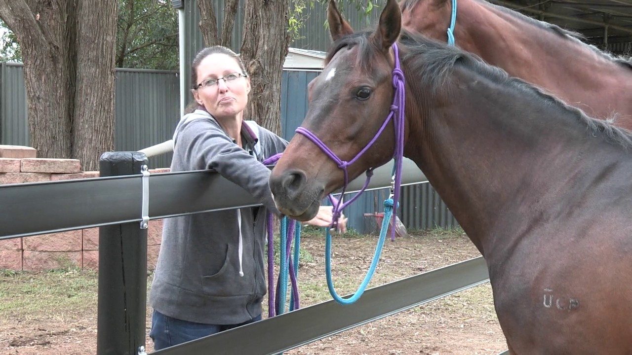 Bounce Back Horse Fence Testimonial - YouTube