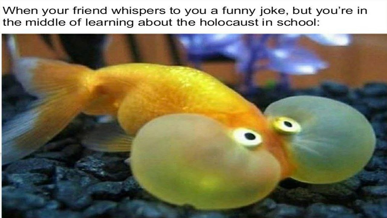 A collection of funny memes part 14/TRY NOT TO LAUGH/ Best Funny/aww ...