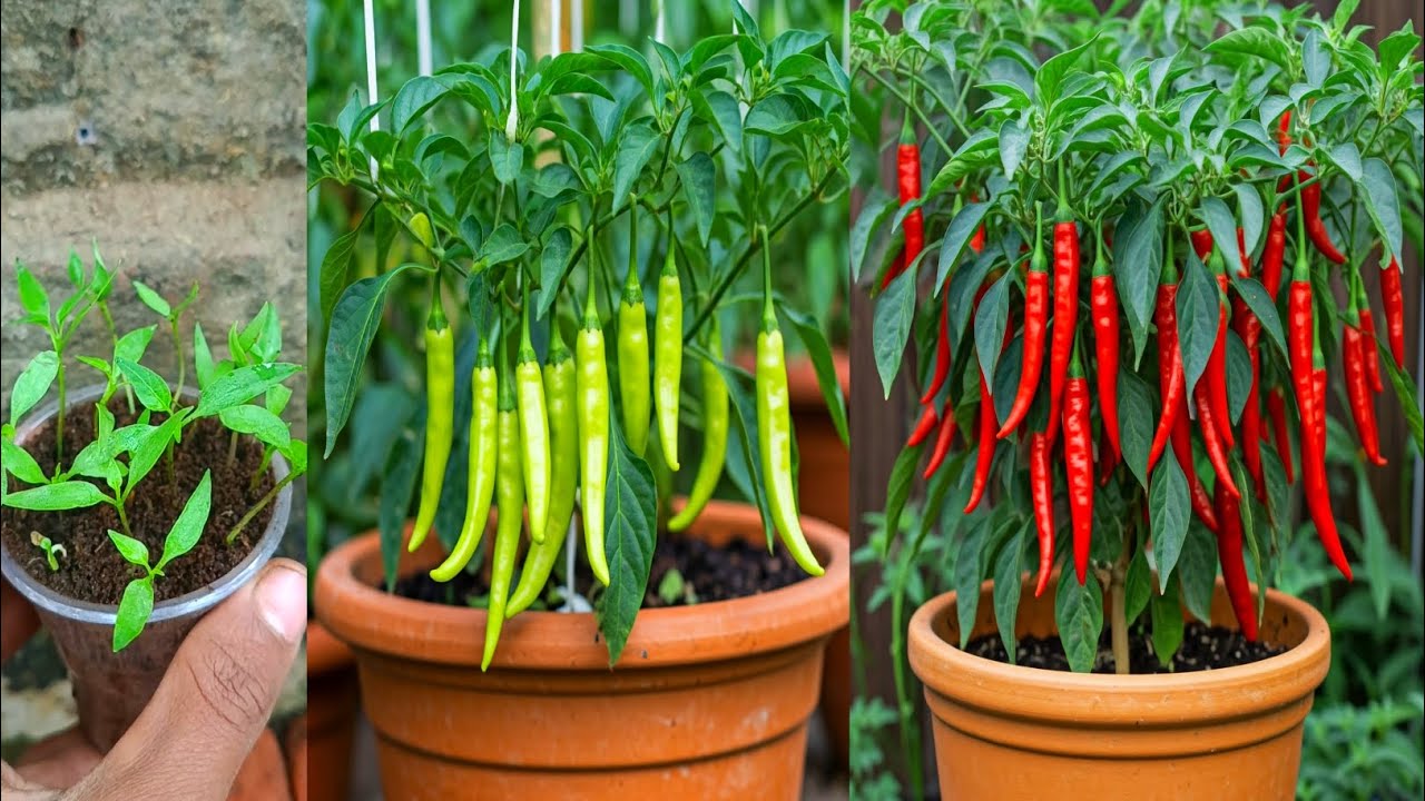 How to grow many chilli plant from seed - YouTube