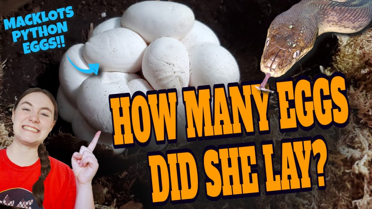My Macklots Python Laid EGGS!!! - YouTube
