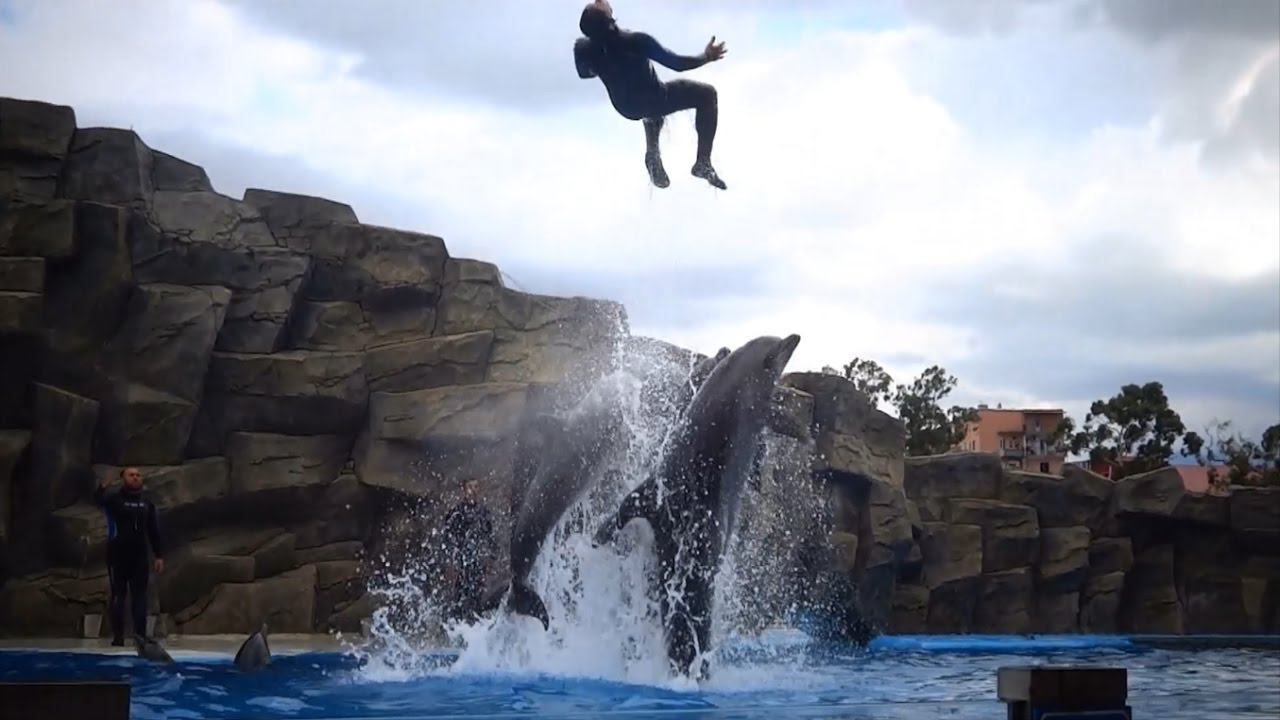 Batumi Dolphin Show - YouTube