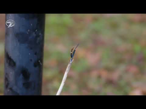 Narin Masal ı Yine kurtardı