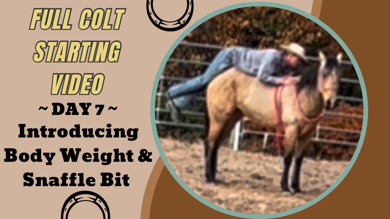 Day 7: Introducing Body Weight and Snaffle Bit | 2 Year Old Filly - YouTube