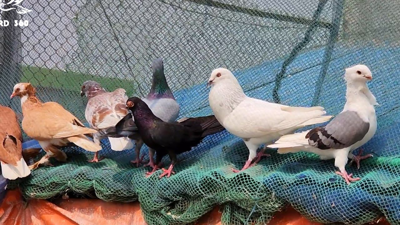 pigeon farm & fancy pigeon loft - breeding fancy pigeon - YouTube