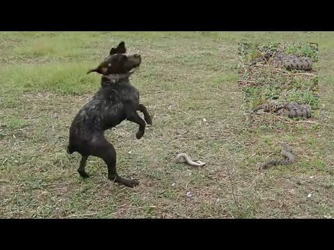 Engerek yılanı (Az daha köpeği ısırıyordu)