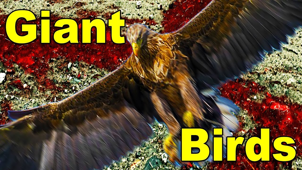 Giant Birds - Air Monsters, Killer Eagles Attacking Humans? - YouTube