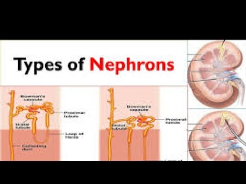 Types of nephron by Lecturer Rizwana Naseem - YouTube
