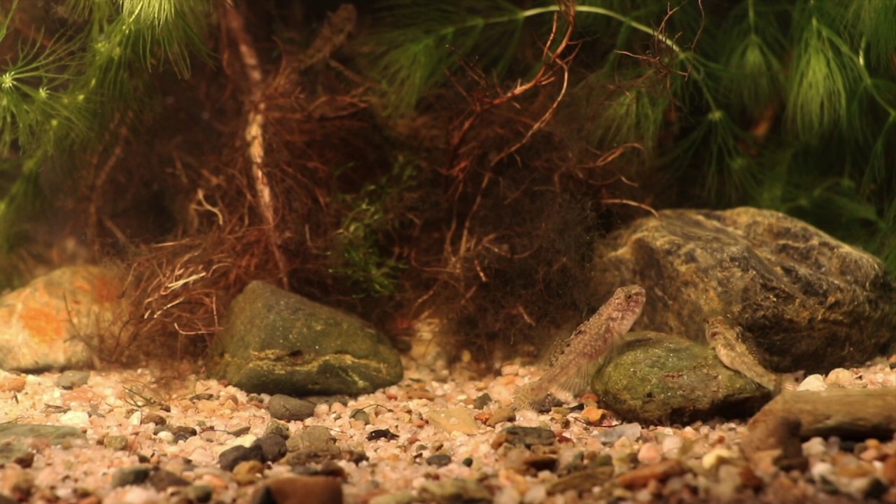 Speckled Goby (Redigobius bikolanus). - YouTube