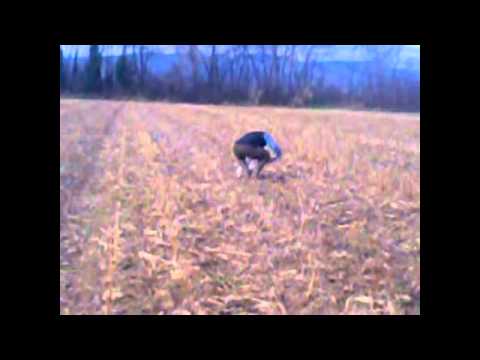 Chasse cailles des blé - YouTube
