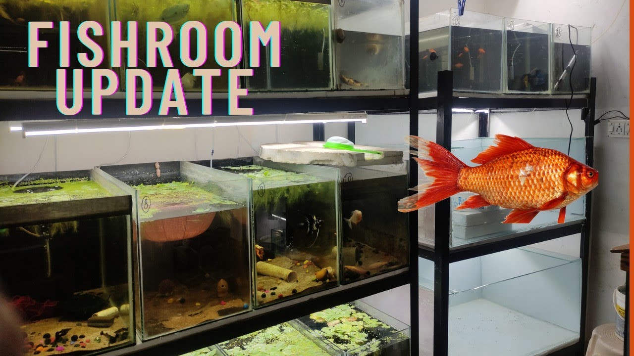 Fish room tour |update series|#1 - YouTube