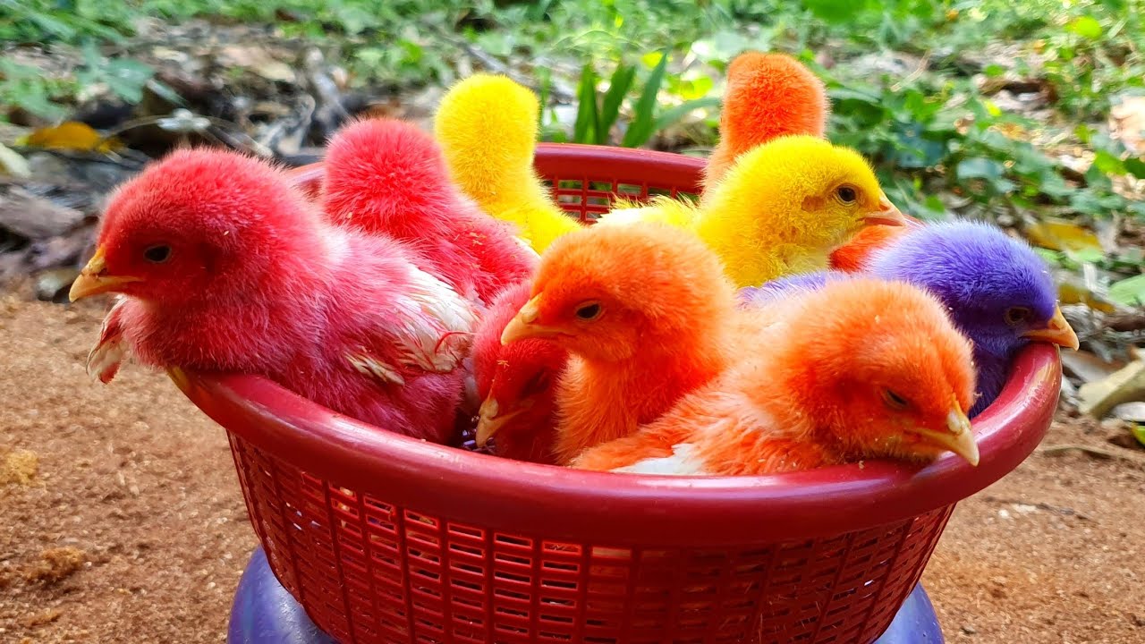 Catching chickens,cute chickens, rainbow chickens,colorful chickens ...