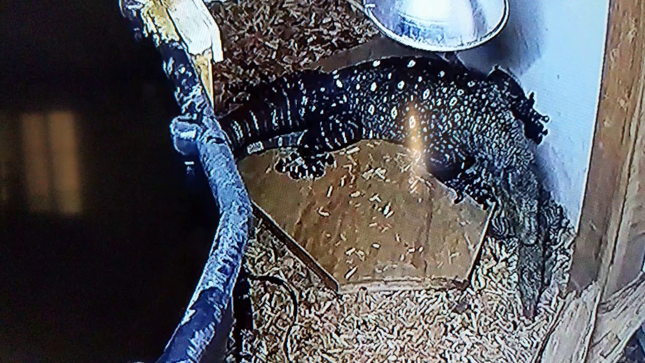 Some More Advantages Of Detached Observation With Salvadorii Breeding ...