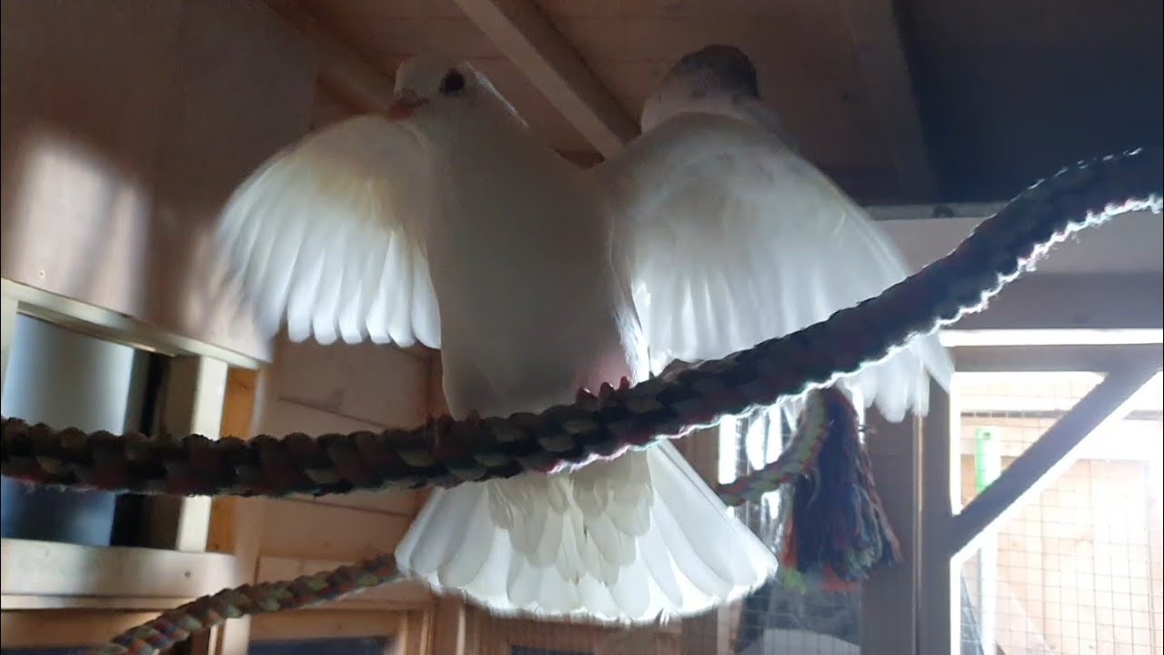 2020-05-01 Homozygous Almond / Stipper pigeon practices flying, pigeons ...