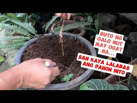 GANITO PALA ANG ITSURA NG SUMISIBOL NA GALO TREE MULA SA BUTO. - YouTube