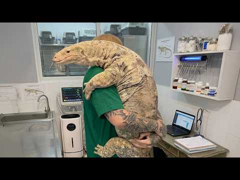 The Weirdest Animal the Vet Has Ever Seen!