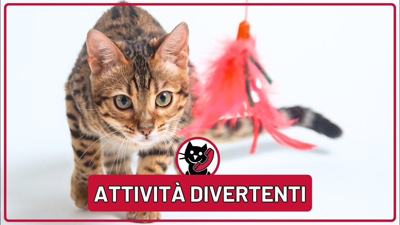 Giocare con il Gatto: Guida al Gioco - YouTube