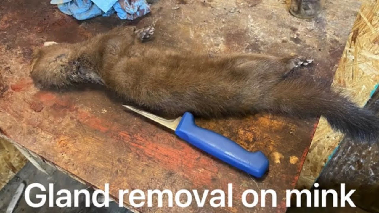 Gland removal on mink ( just anal glands) - YouTube