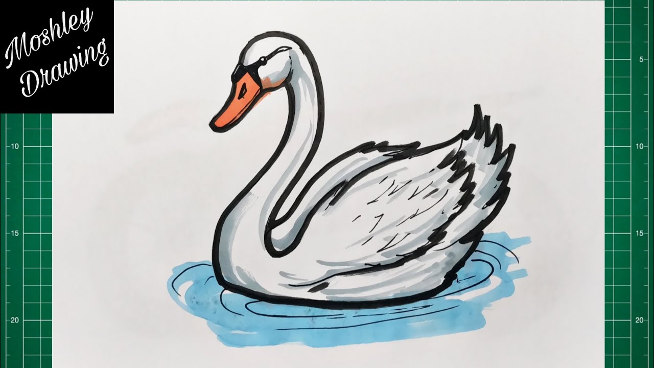 How to Draw a Swan Step by Step - YouTube