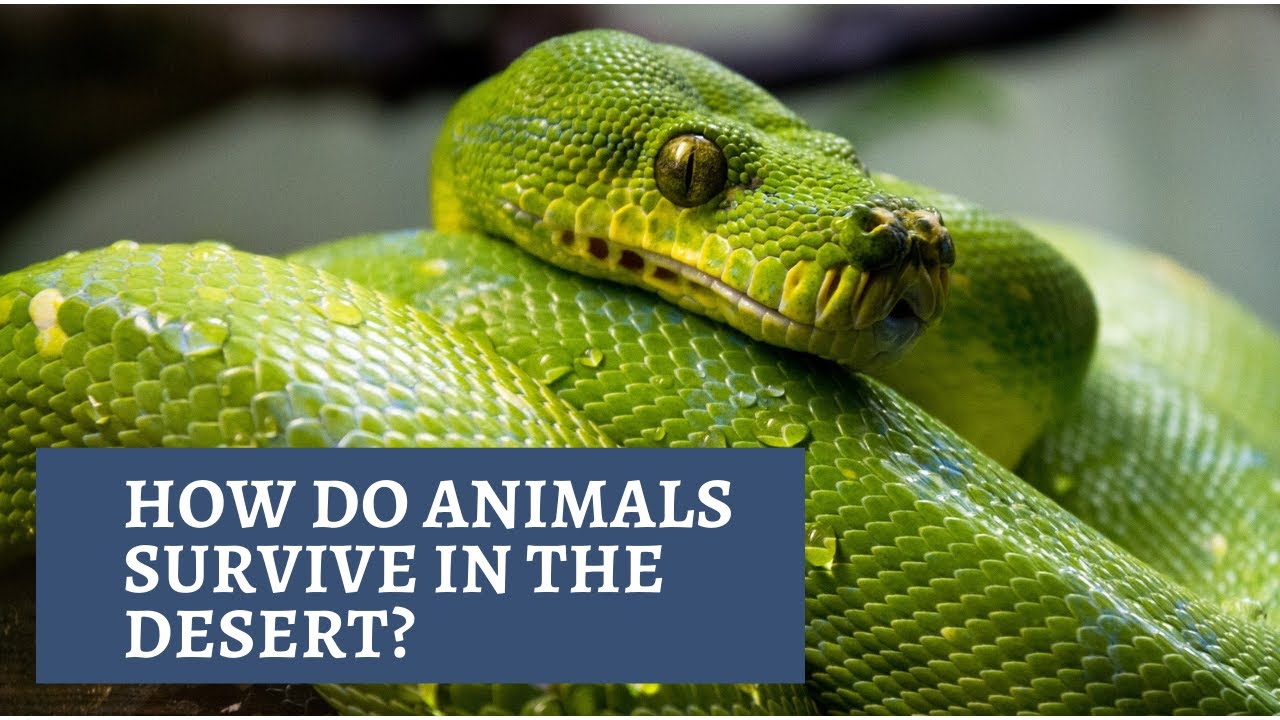 How Do Animals Survive In The Desert? - YouTube