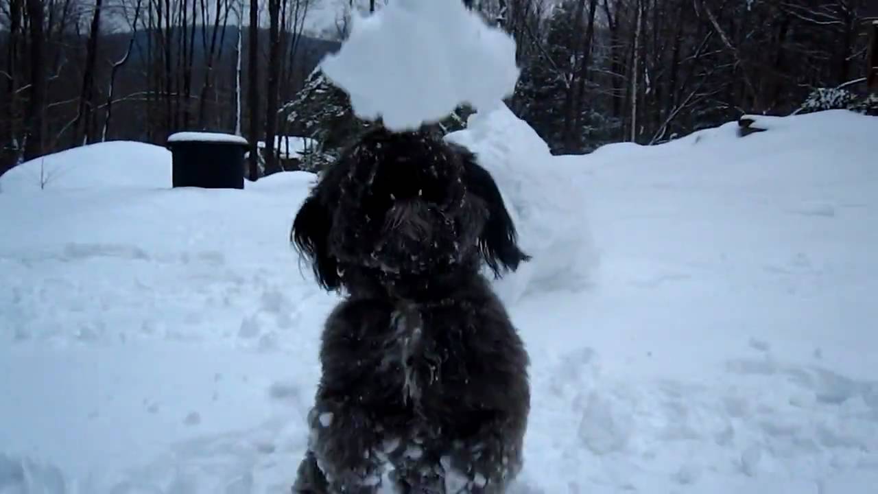 Jack Catches Snow balls! ... and then PEES on my snowman :o( - YouTube