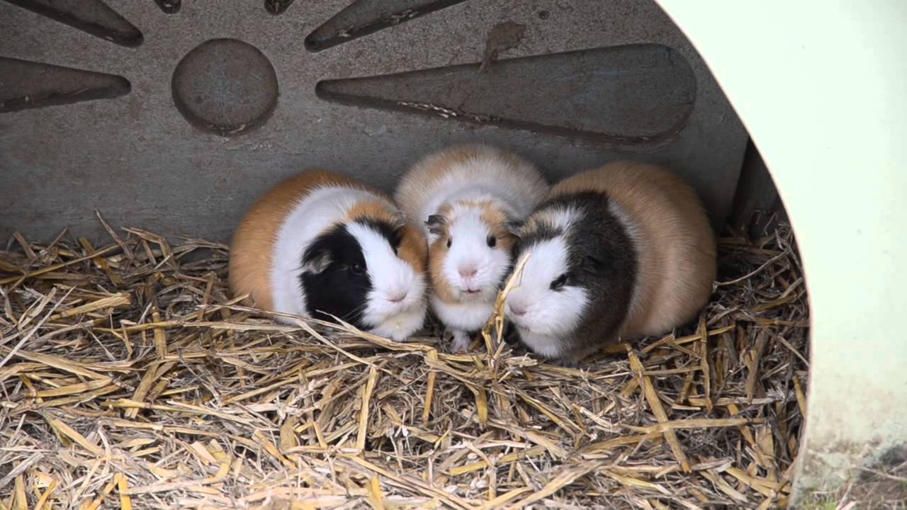 Squeaking Guinea Pigs - YouTube