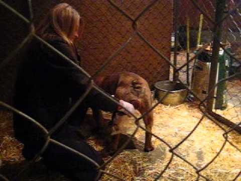 Canine artificial insemination/collection of male