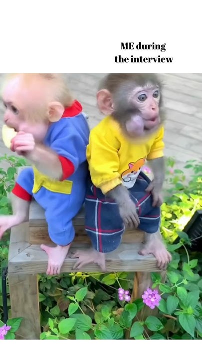 Coding alone vs. Coding in Interviews #shorts #comedy #programmer - YouTube