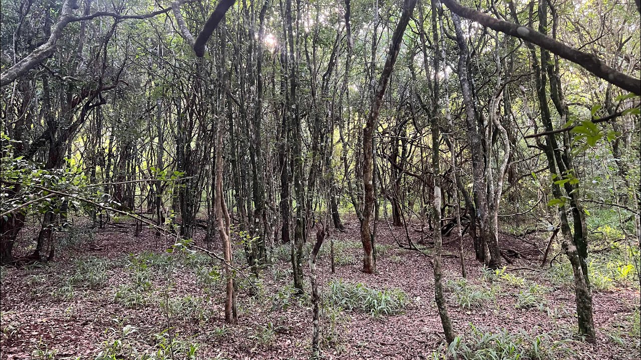 LOST IN THE FOREST !! Oloolua nature trail |KENYA| 🇰🇪 - YouTube