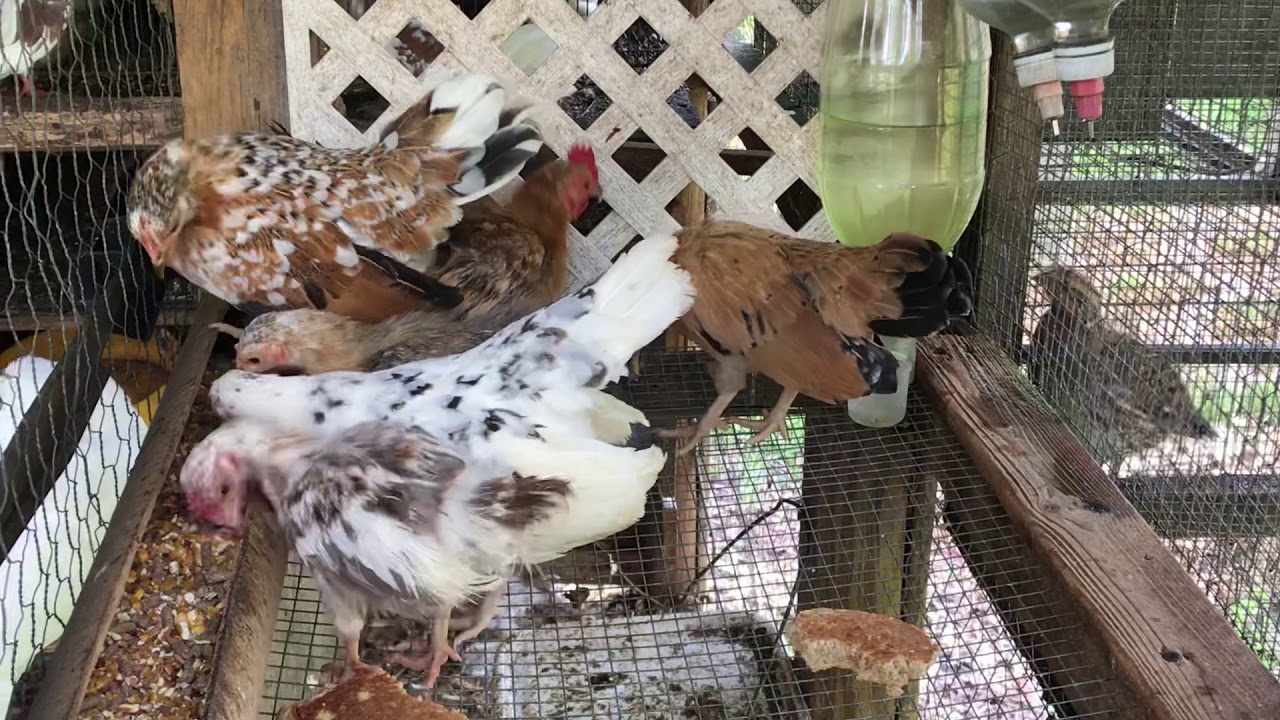 Serama mix silkie - YouTube