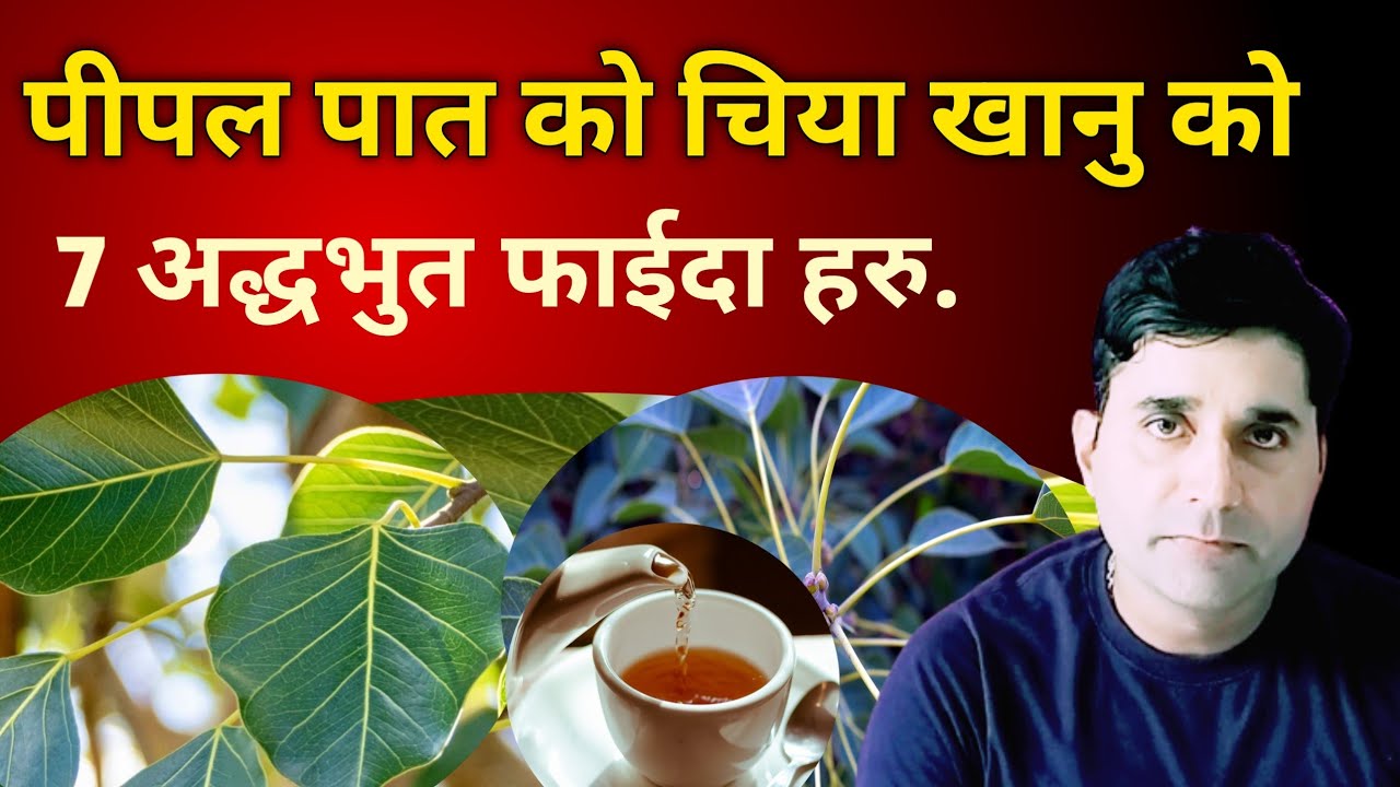 Pipal ko pat khanu ko faida//healthtipsnepali // - YouTube